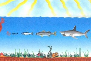 Deniz Ekosistemi Nedir - Fen Bilimleri